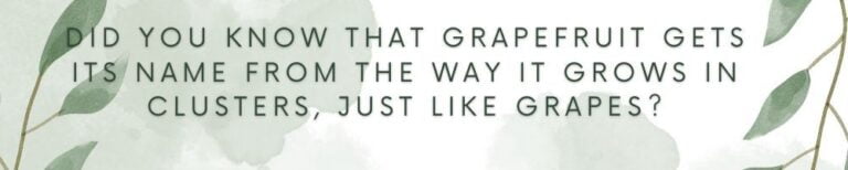 Grapefruit : How to Elevate Your Cooking Game with Citrus - Dietplan-101